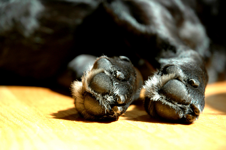 Dog Paw Problems Explained - Happiest Dog