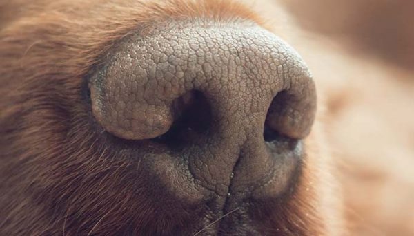 Dog Nose Anatomy Explained By Vet - Happiest Dog